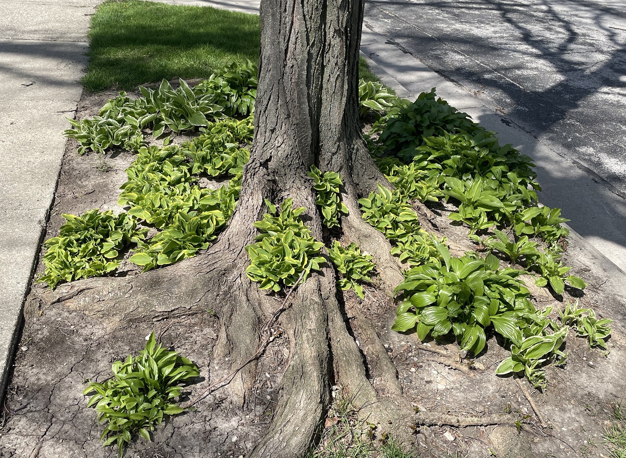 Rooting out tree problems growing just under the surface