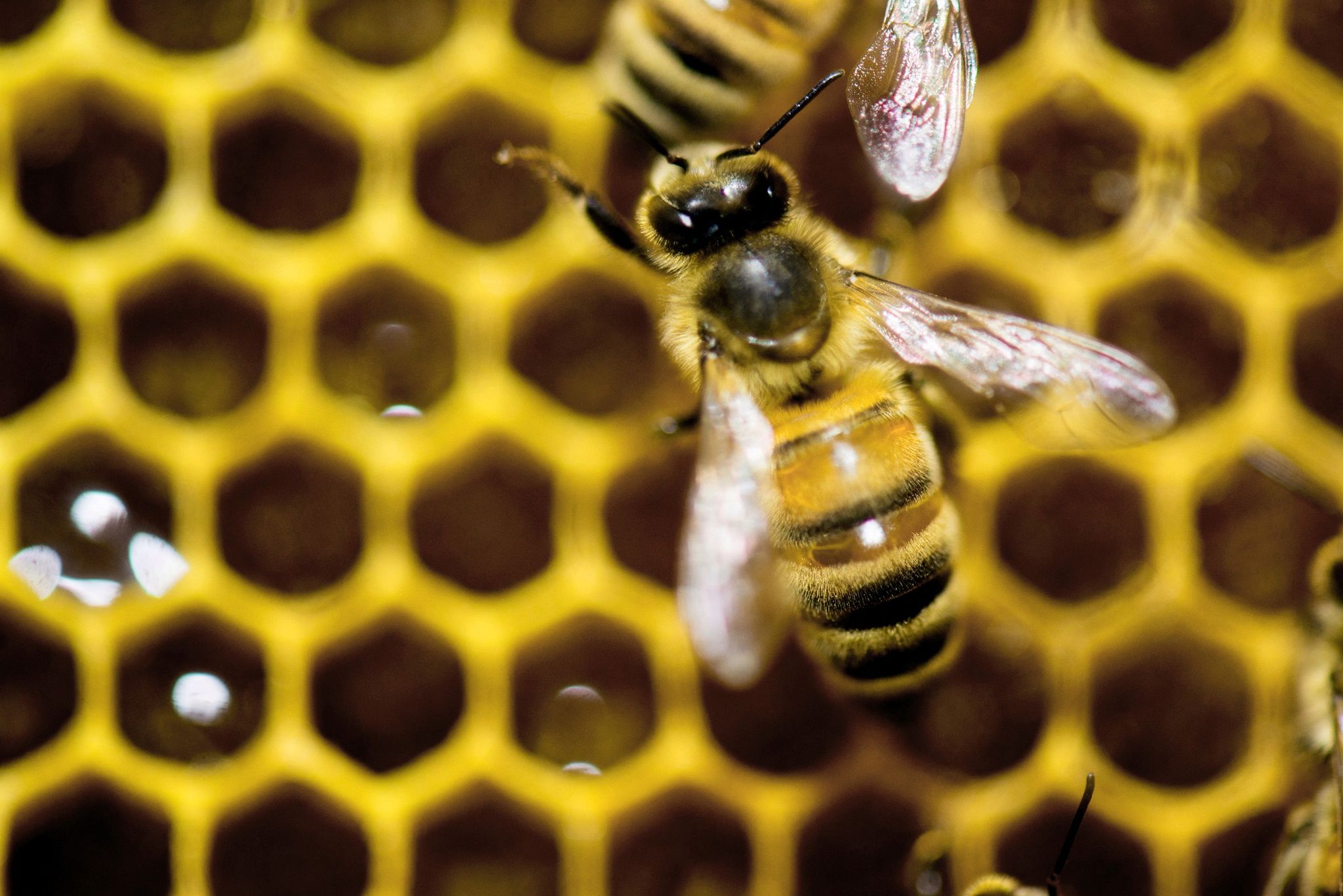 A diet of royal jelly isn't the only thing that makes a queen bee