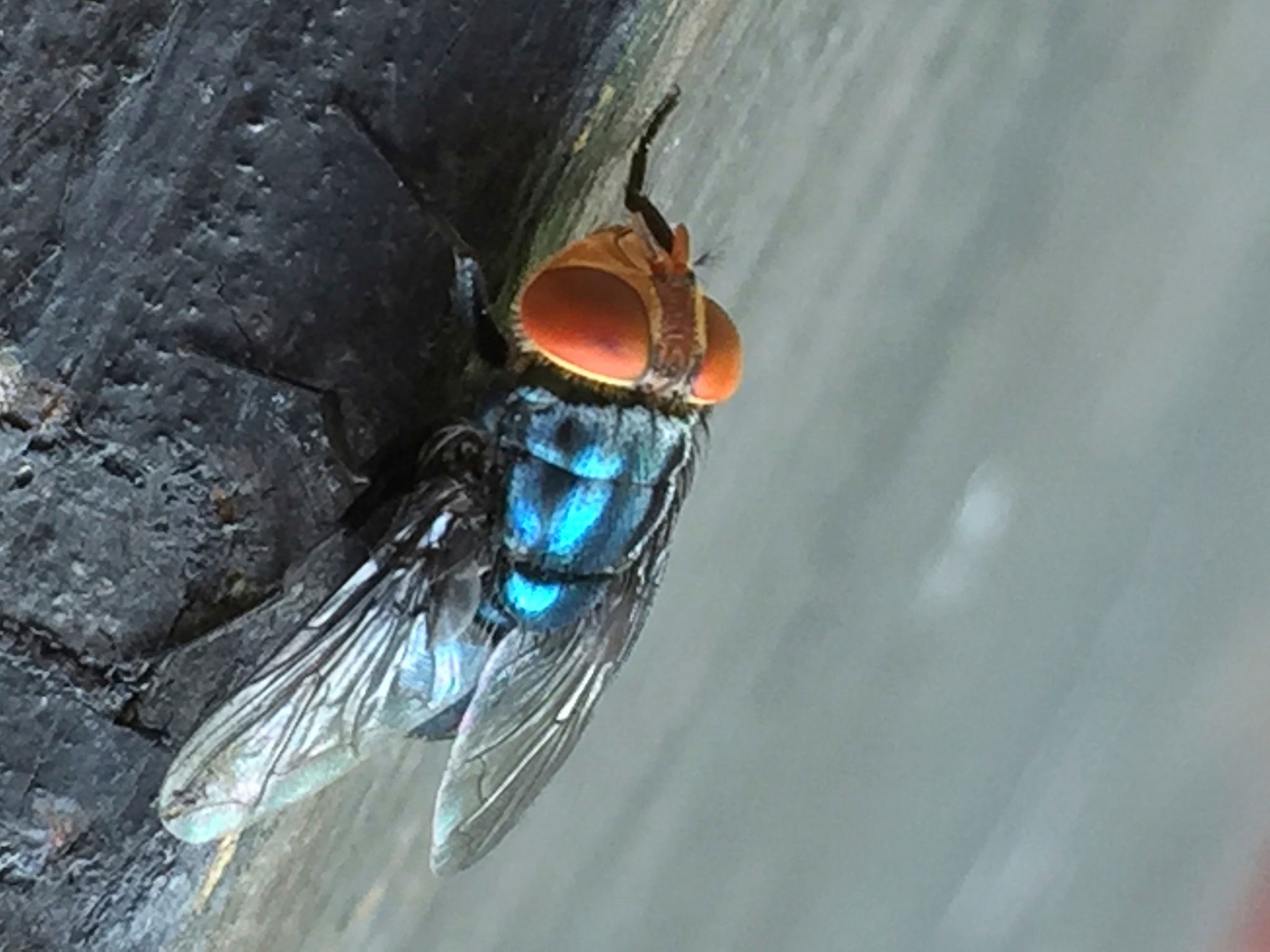La mosca del gusano barrenador que afectó a ganaderos hace décadas ...