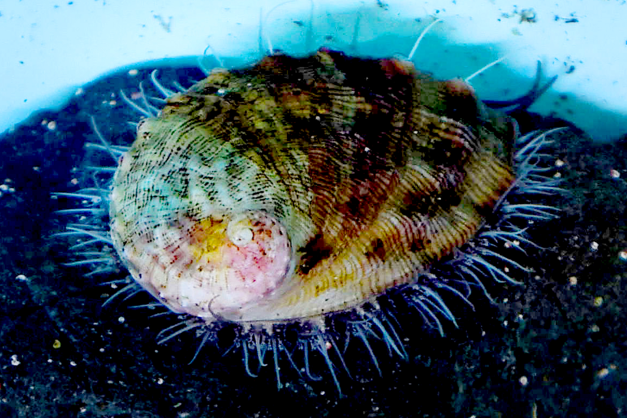 Scientists spot rare ocean animal for the first time in 5 years