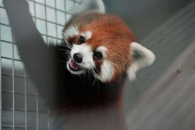 Taipei Zoo welcomes a pair of red pandas from China, first in over a decade