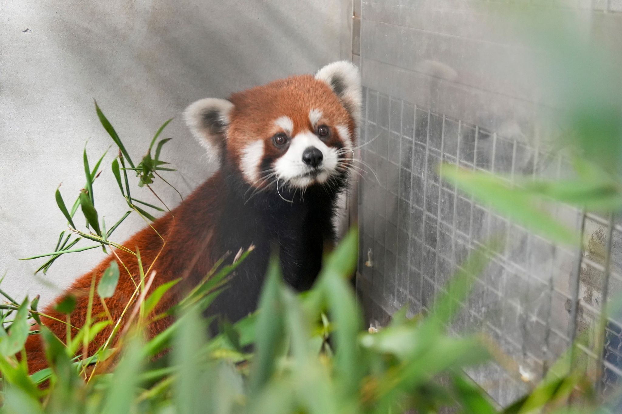 Taipei Zoo welcomes a pair of red pandas from China, first in over a decade