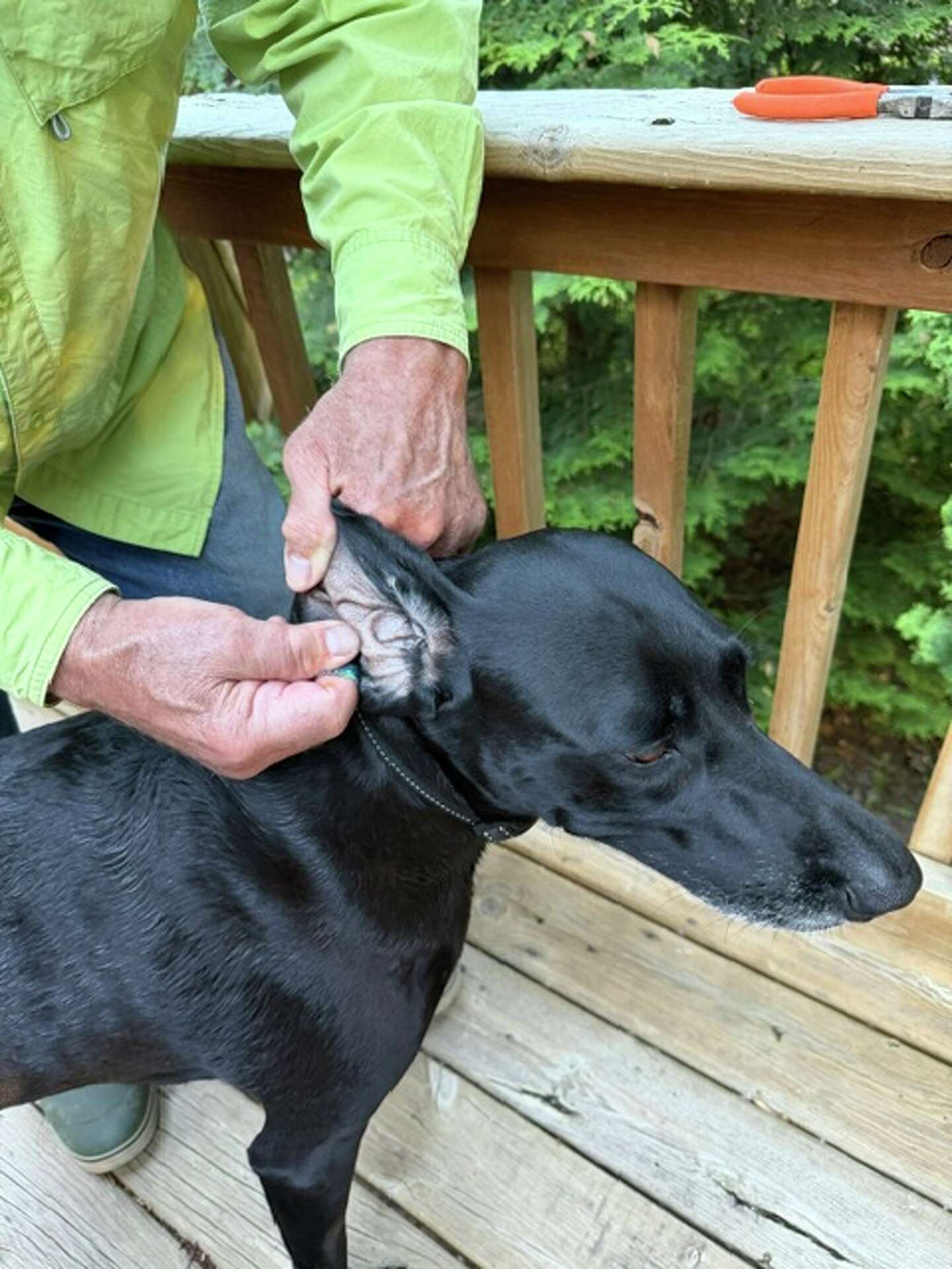 Michigan ticks spread as Lyme disease risk grows statewide