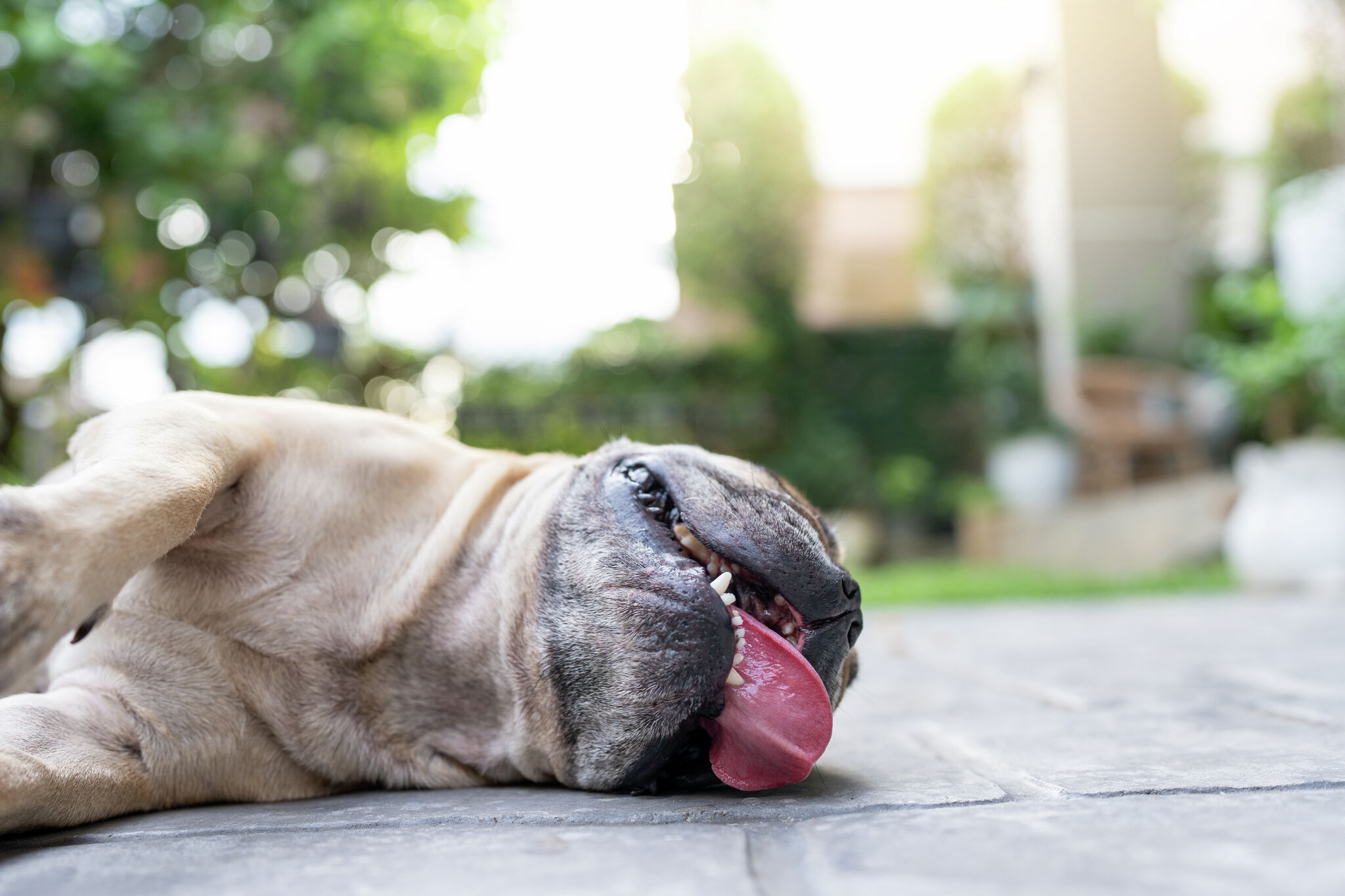Michigan dogs in heat: Know when outside is too hot