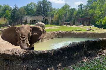 Texas zoo ends elephant program after death of last elephant