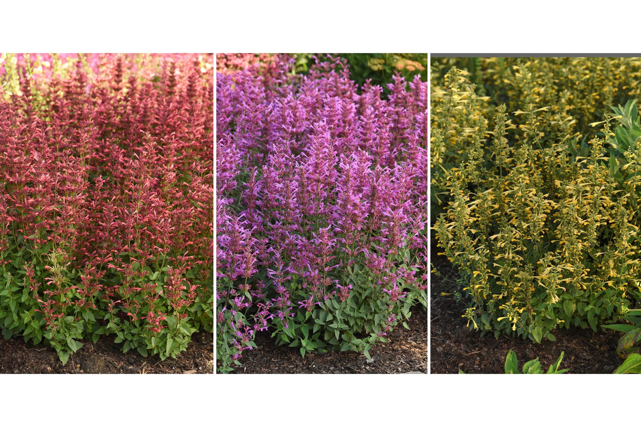 The AP's gardening expert has a list of 10 top-performing new plants ...