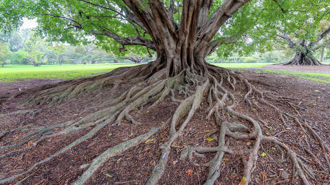 Rooting out tree problems growing just under the surface