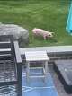 Roaming pig captured in Woodbridge as search continues for second