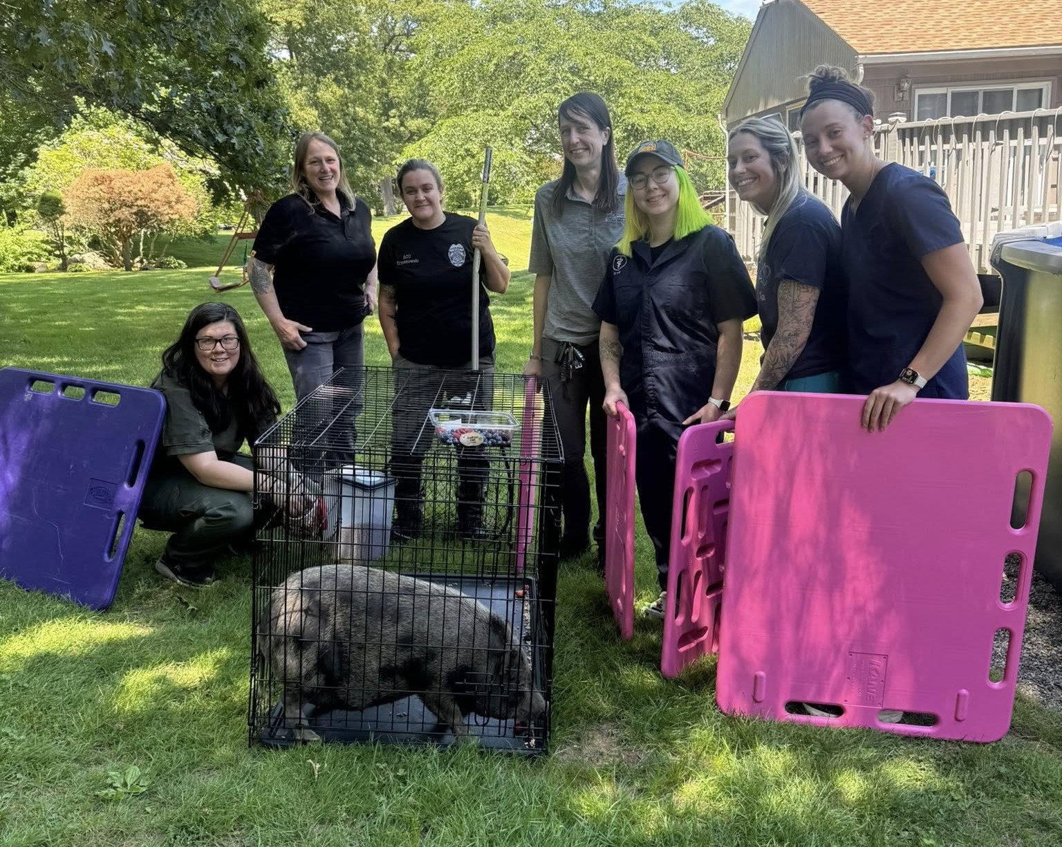 Roaming pig captured in Woodbridge as search continues for second