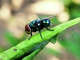 FDA fast-tracks pet treatment for New World screwworm