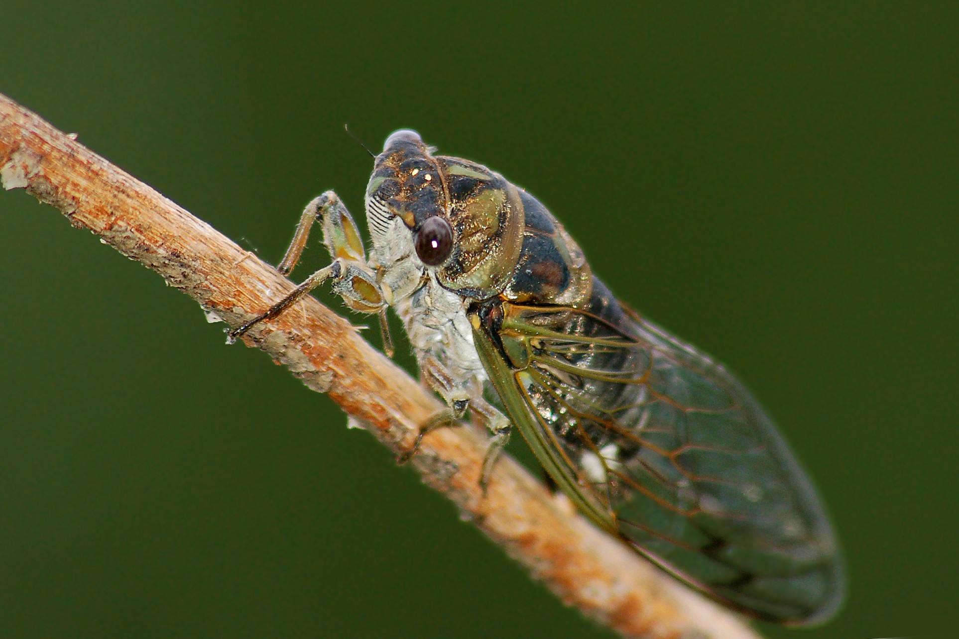 Can cicadas predict how hot a Texas summer will be? Expert weighs in