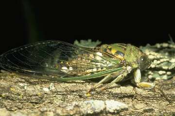 Can cicadas predict how hot a Texas summer will be? Expert weighs in