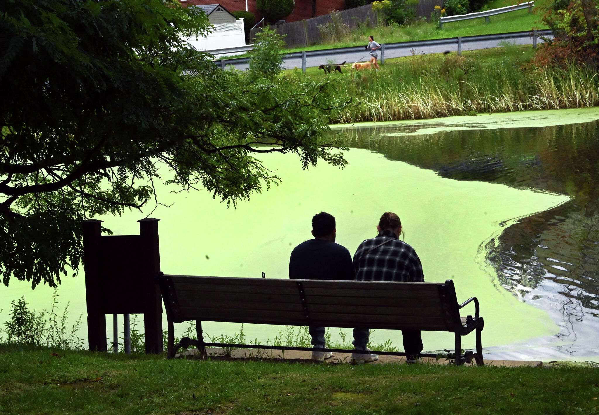 Commentary: At Buckingham Pond, small choices make big ripples