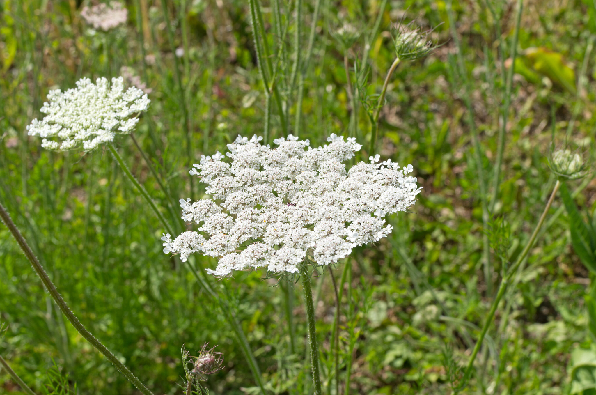 NCCISMA secures grant funds for wild parsnip program in Osceola County