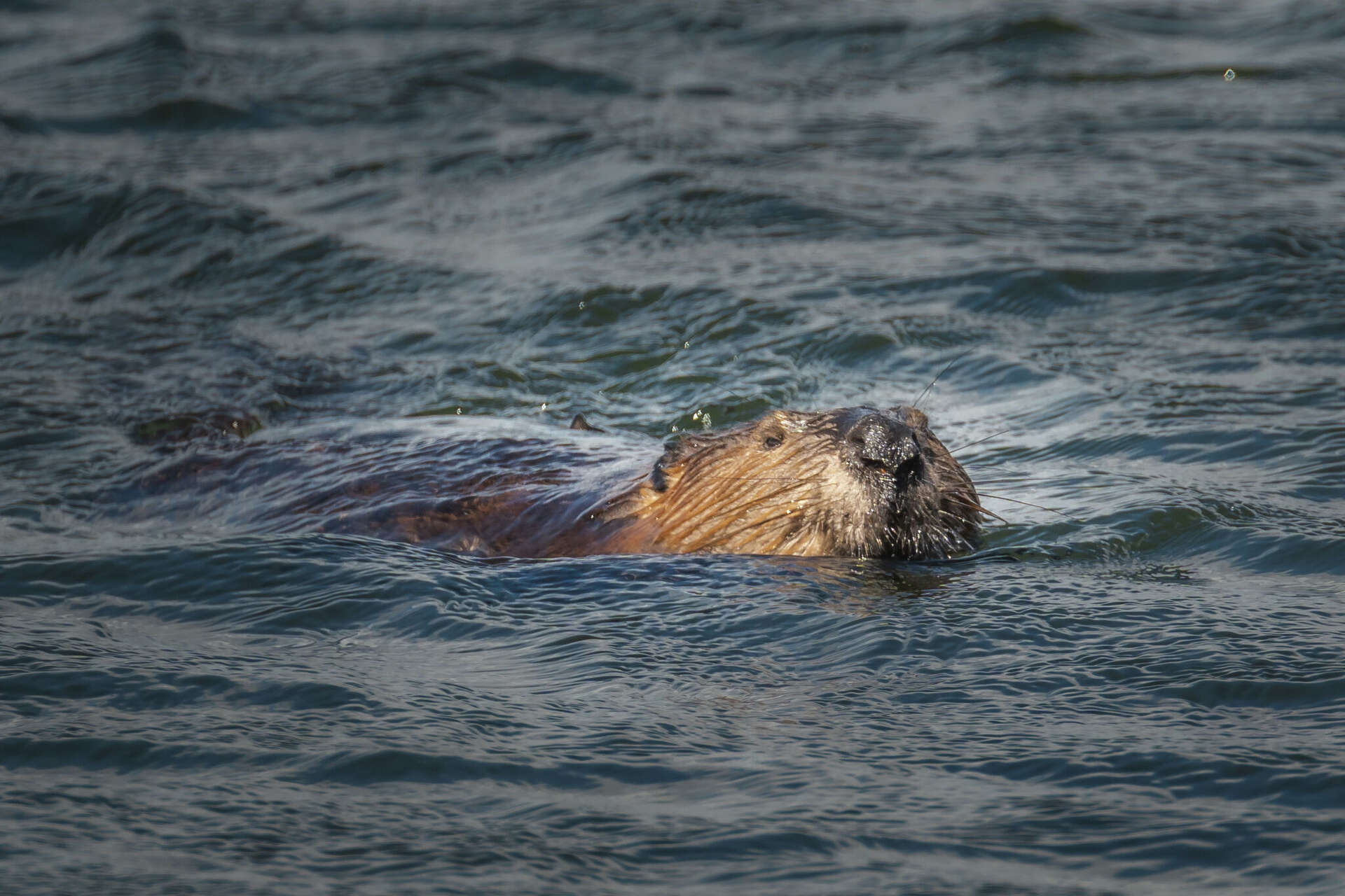 Austin Lady Bird Lake beaver video: Do they live in Texas?
