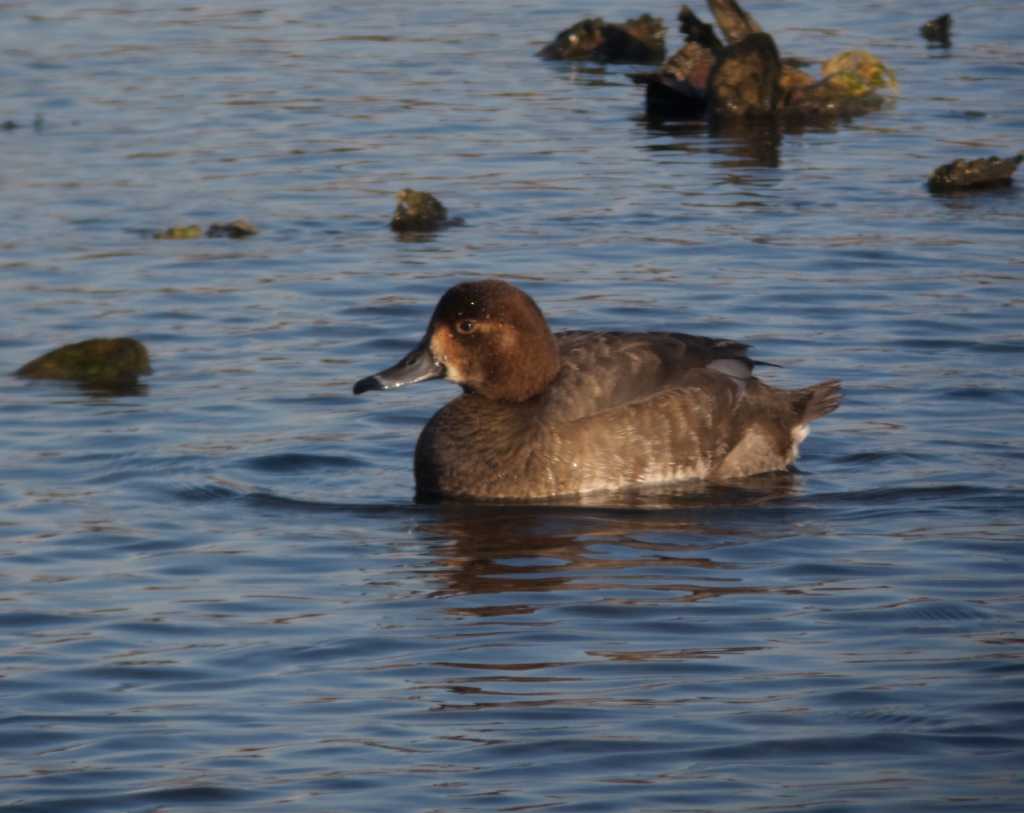Bird counters identify 110 winged species