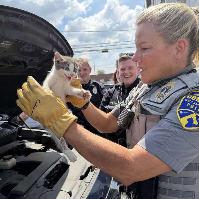 Kitten saved from vehicle engine compartment in West Hartford: Cops