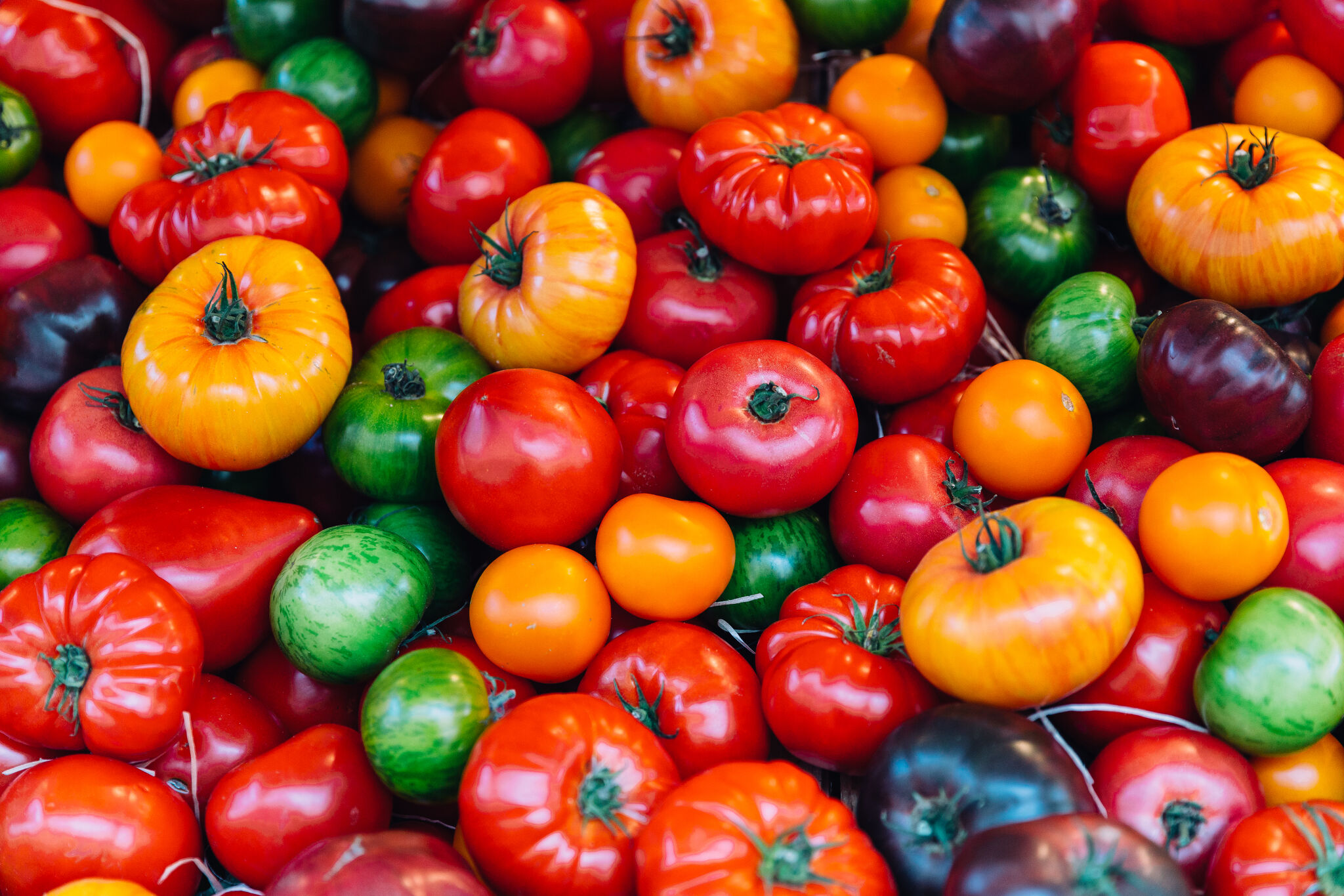 5 tomato superstars for a mouthwatering summer harvest