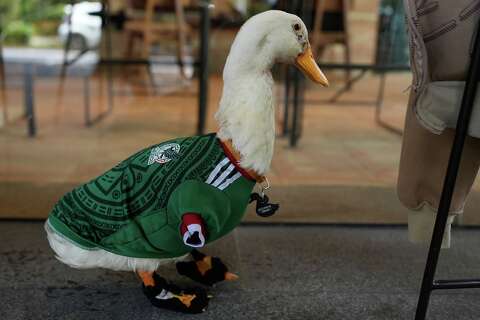 Meet Merlin the duck, a Mexico City streetside regular turned World Cup ...
