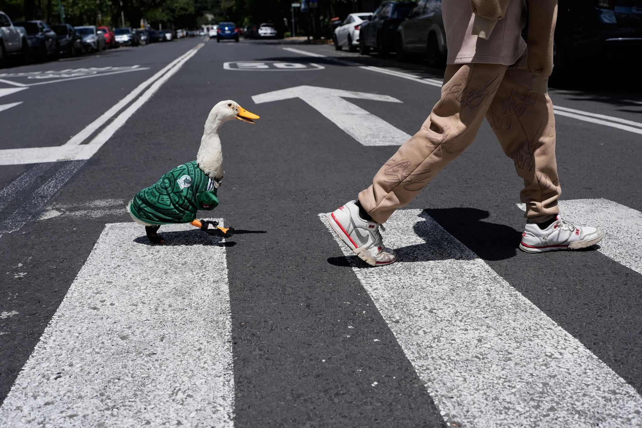 Meet Merlin the duck, a Mexico City streetside regular turned World Cup ...