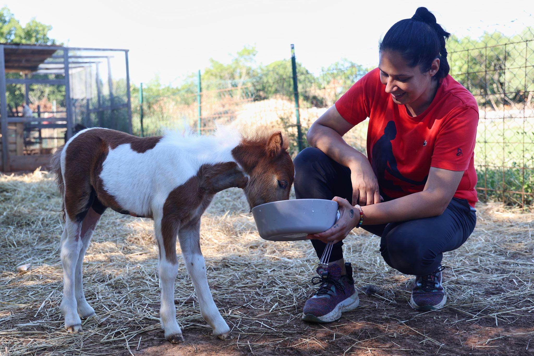 A month-old pony moves to a 4th-floor apartment in Croatia. Neighbors ...