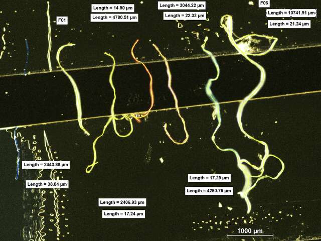 Regional: New Study Measures Microplastics In Bay Smaller Than Human Hair