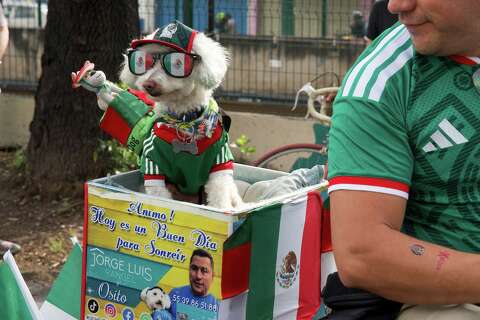 El perro rescatado Osito roba corazones en las calles de México durante ...