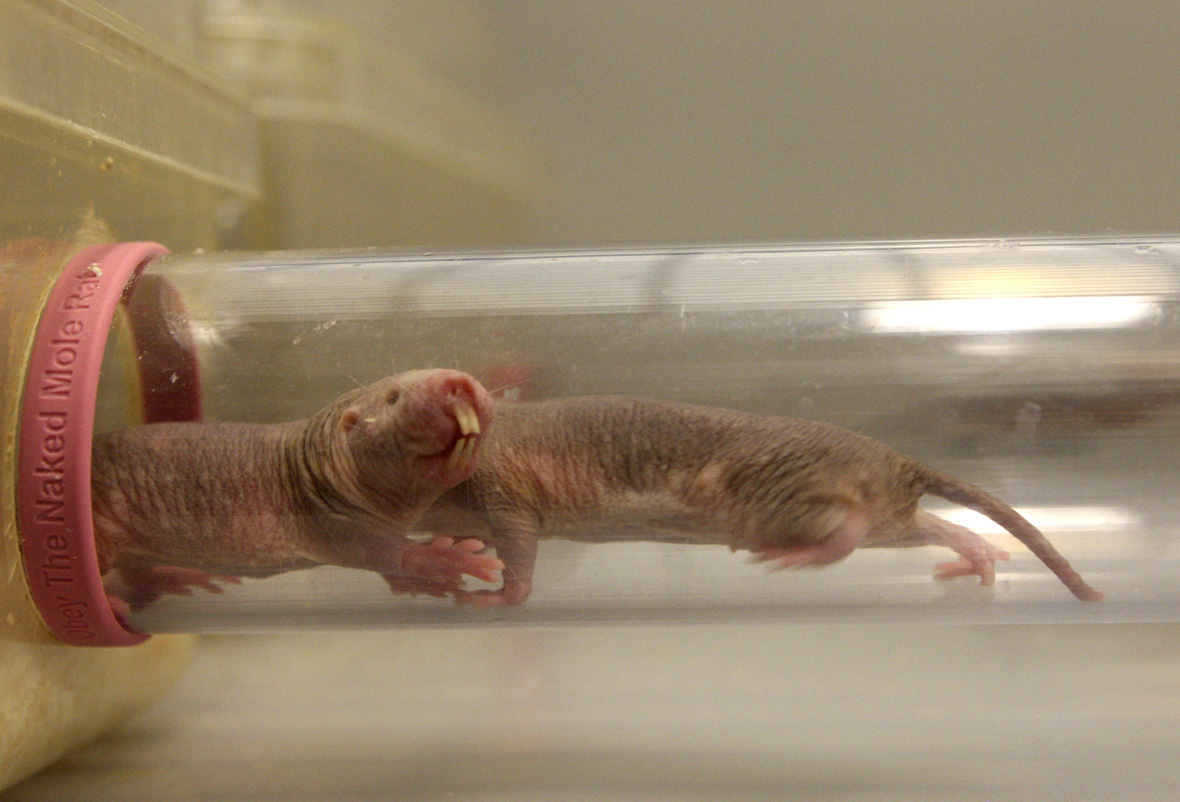 One ugly rat was a beauty to scientists