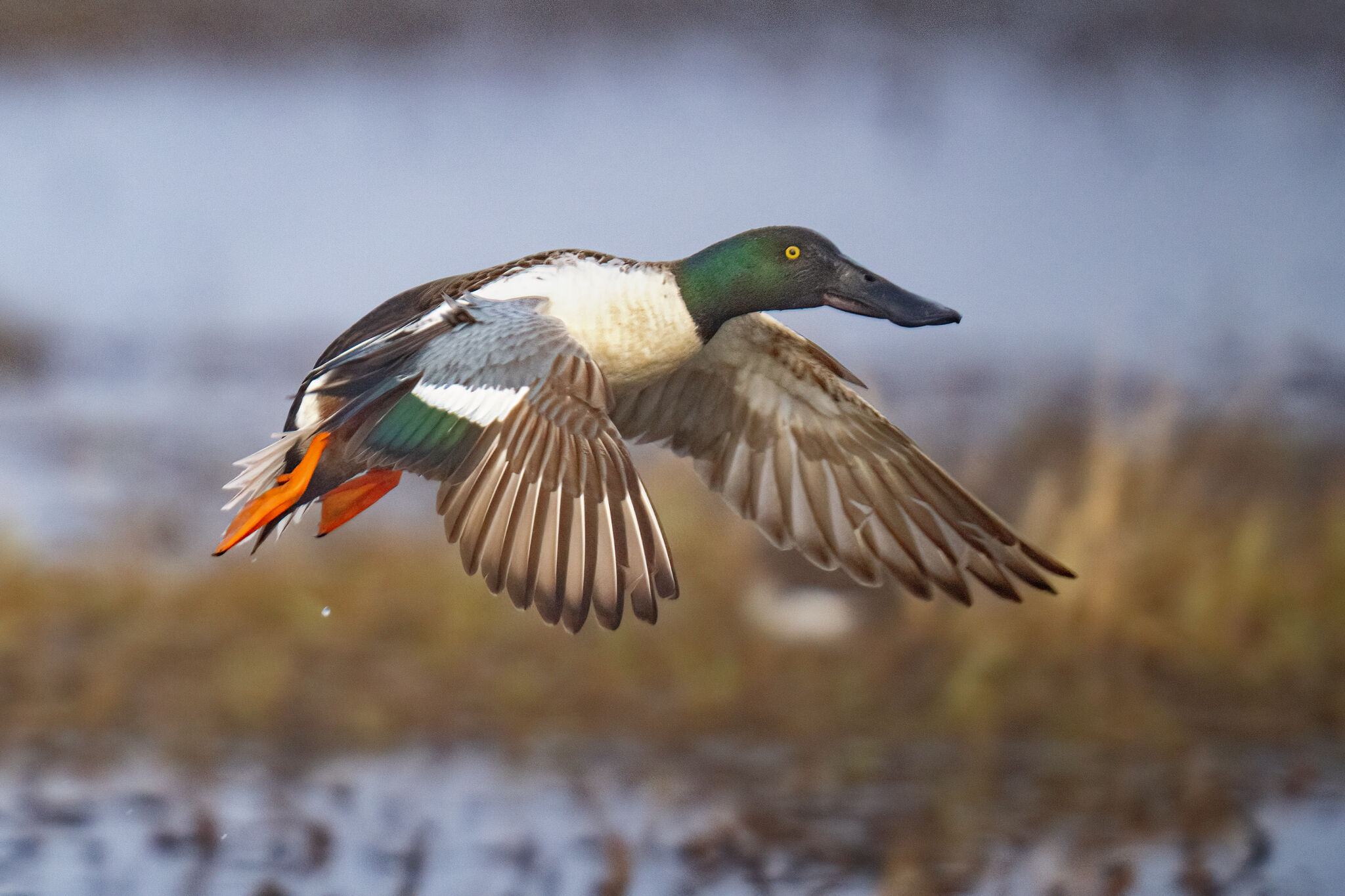 Illinois waterfowl hunting blind drawings to take place in July