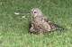EMT rescues injured owl found outside government center
