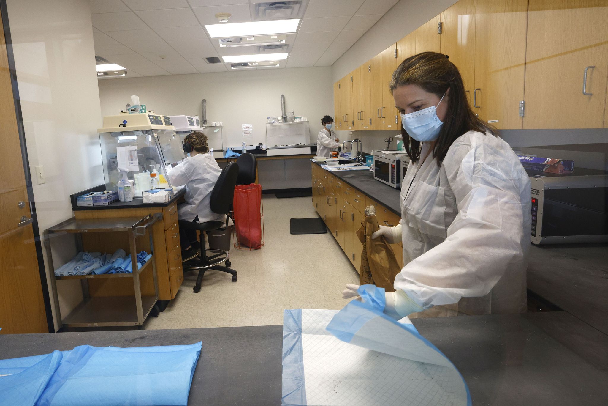 As screwworm spreads, USDA faces potential sterile fly shortage