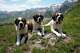 St. Bernard dogs still roam the Swiss Alps as part of this 'living ...