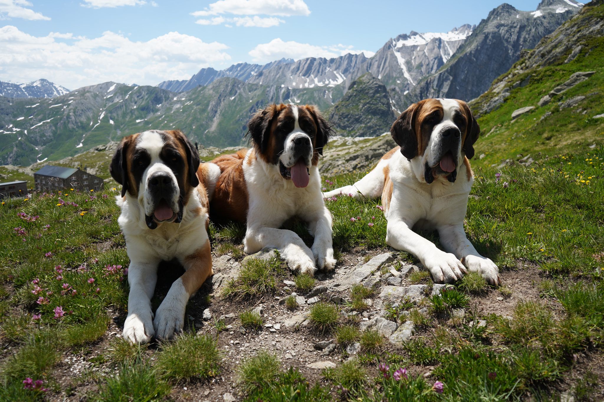 St. Bernard dogs still roam the Swiss Alps as part of this 'living ...
