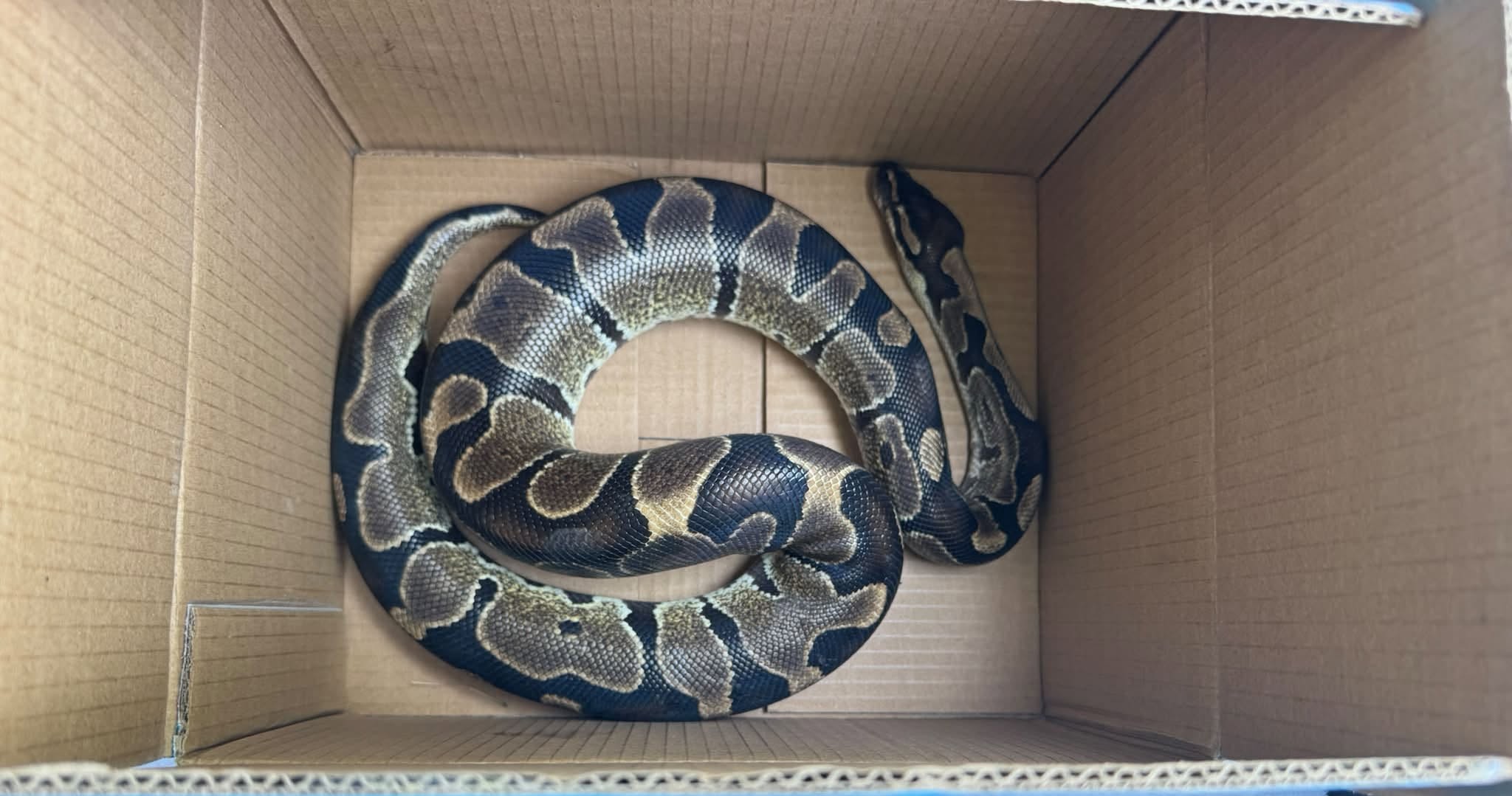 Ball python in Southbury was in danger of being roadkill: Official