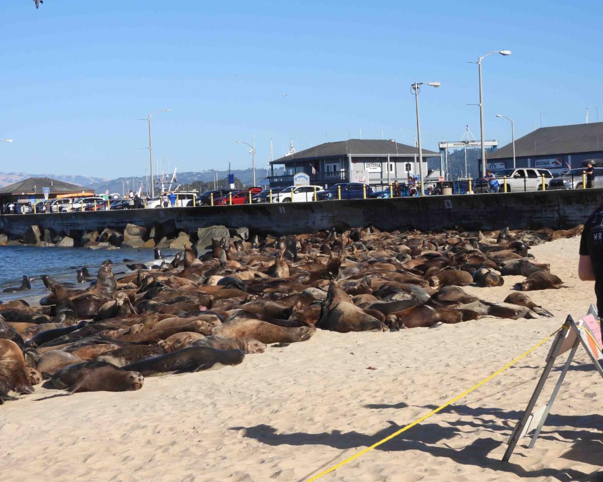 Monterey: Large Numbers Of Sea Lions Return To Beach Near Cannery Row