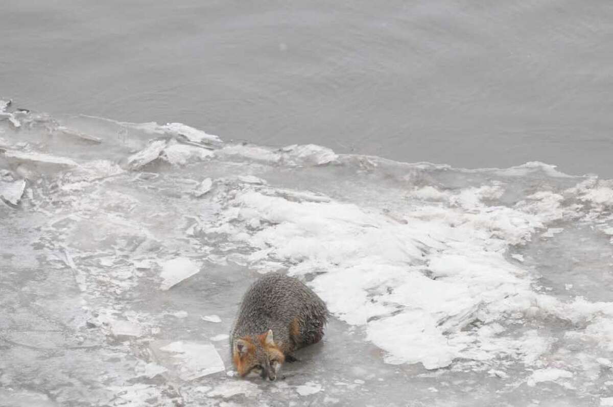 Stranded gray fox gets a big lift