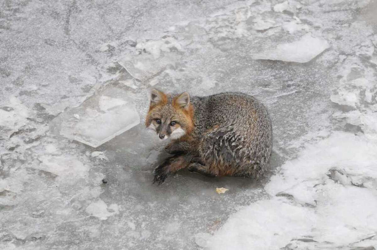 Stranded gray fox gets a big lift