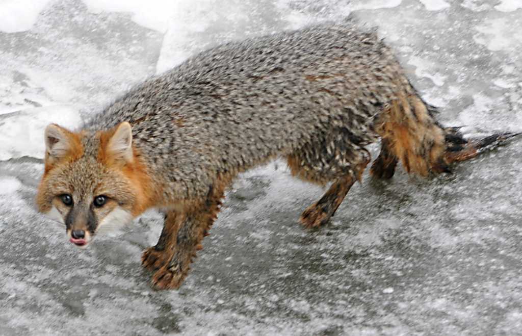 Rescued gray fox is much safer now