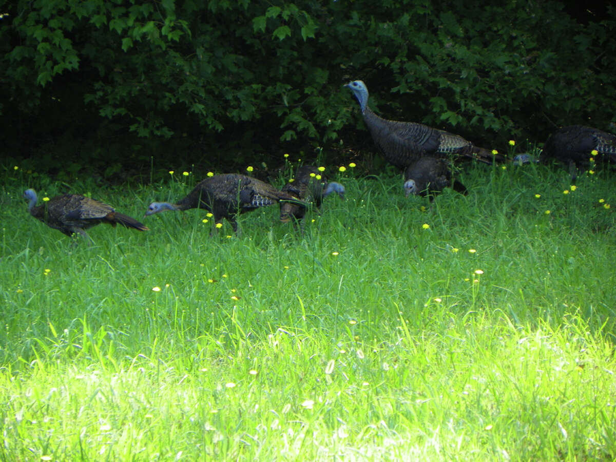 Natchez Trace Parkway — America's well-beaten path