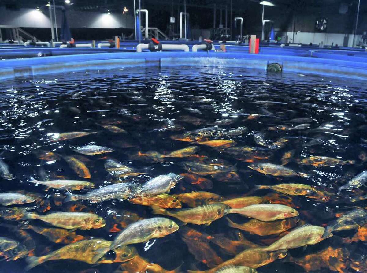 Fish in this story didn't get away