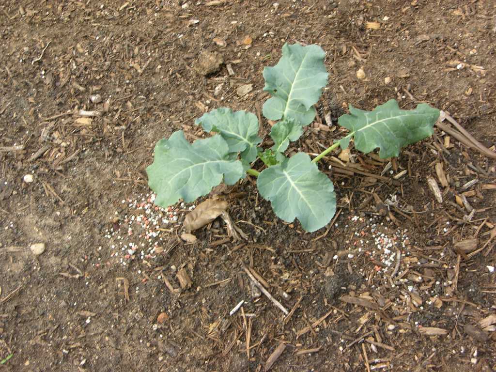 Start your seasonal broccoli crop right