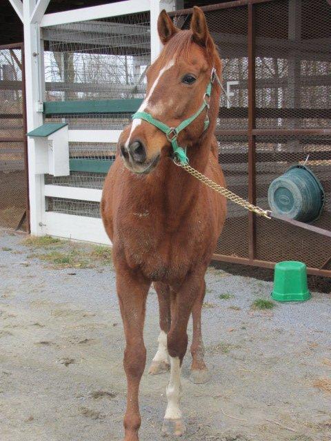 Now there's a pasture in their future