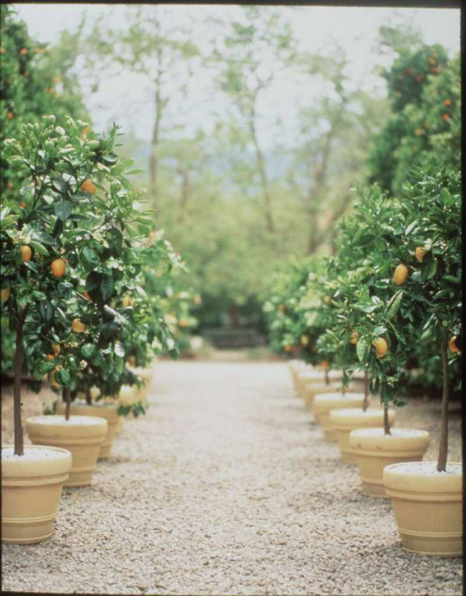 Making the most of fruit trees