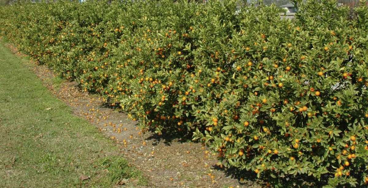 Making the most of fruit trees