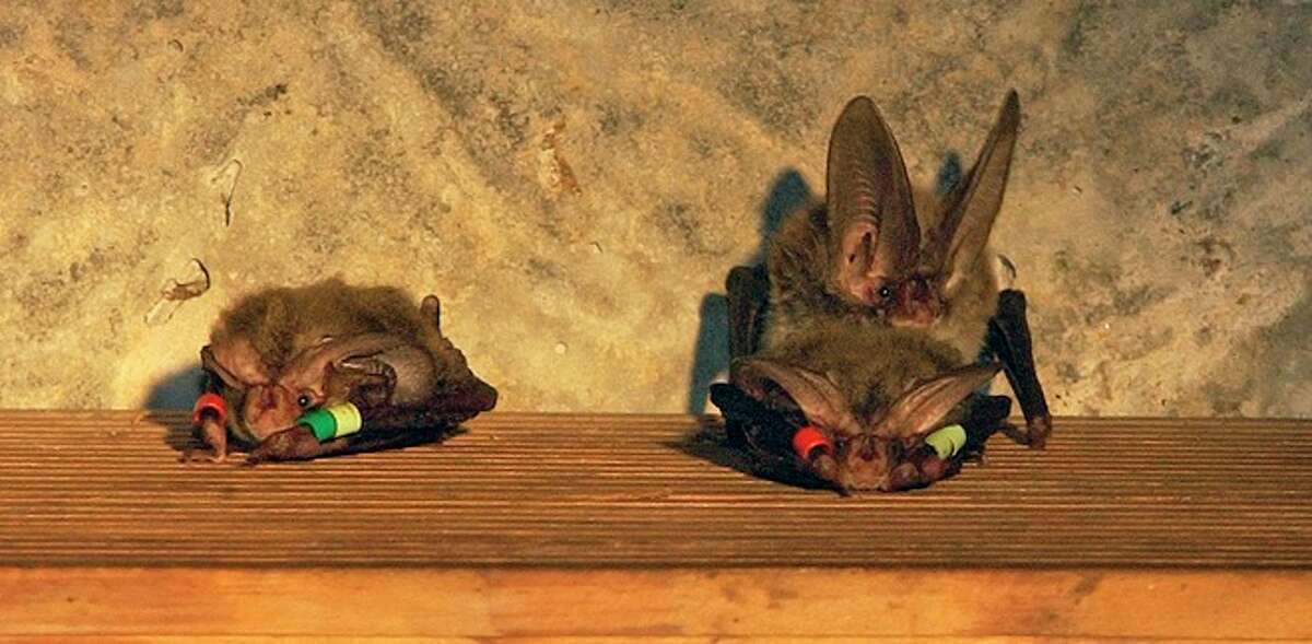 Rare bat colony found in Trinity River refuge