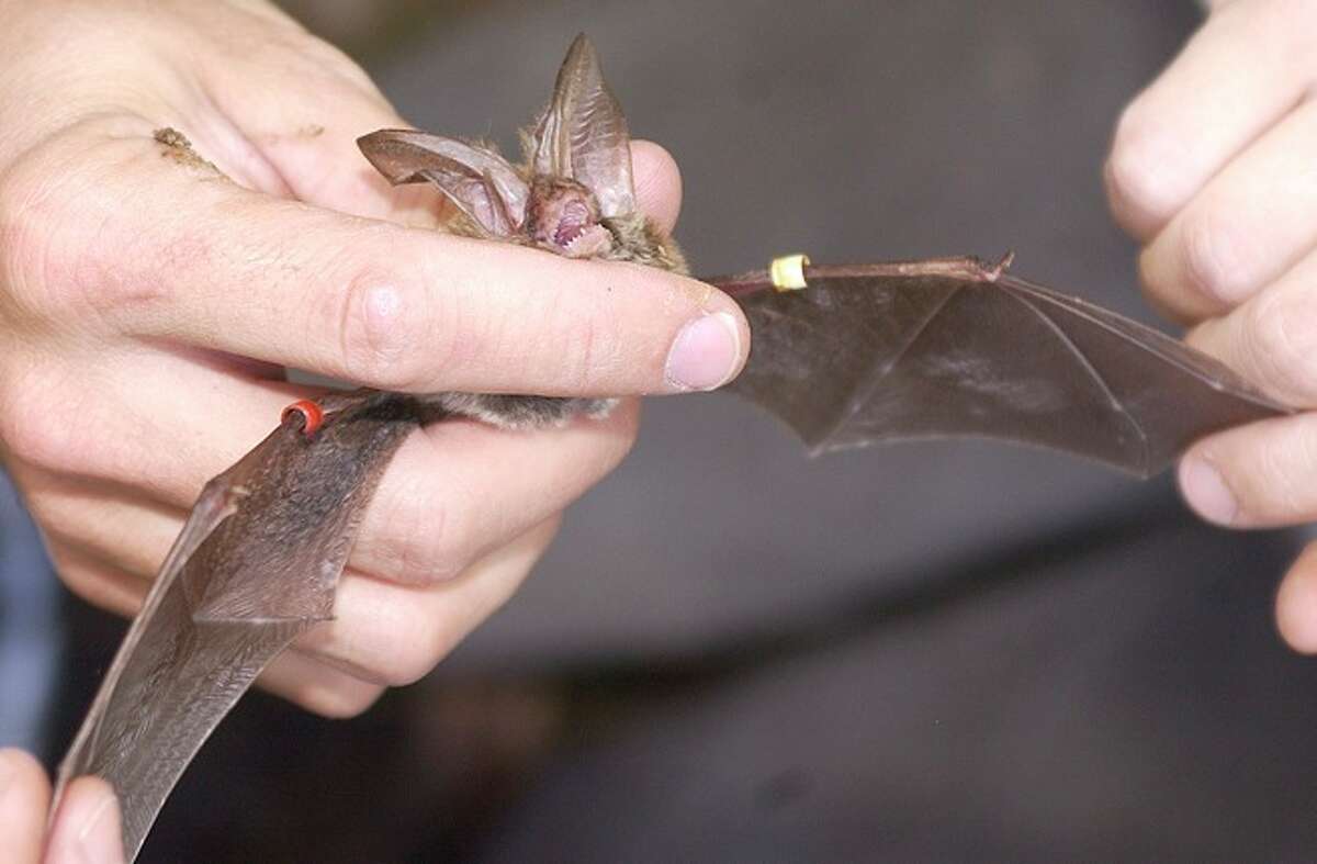 Rare bat colony found in Trinity River refuge