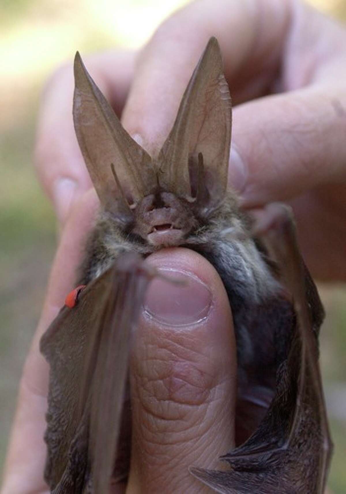 Rare bat colony found in Trinity River refuge