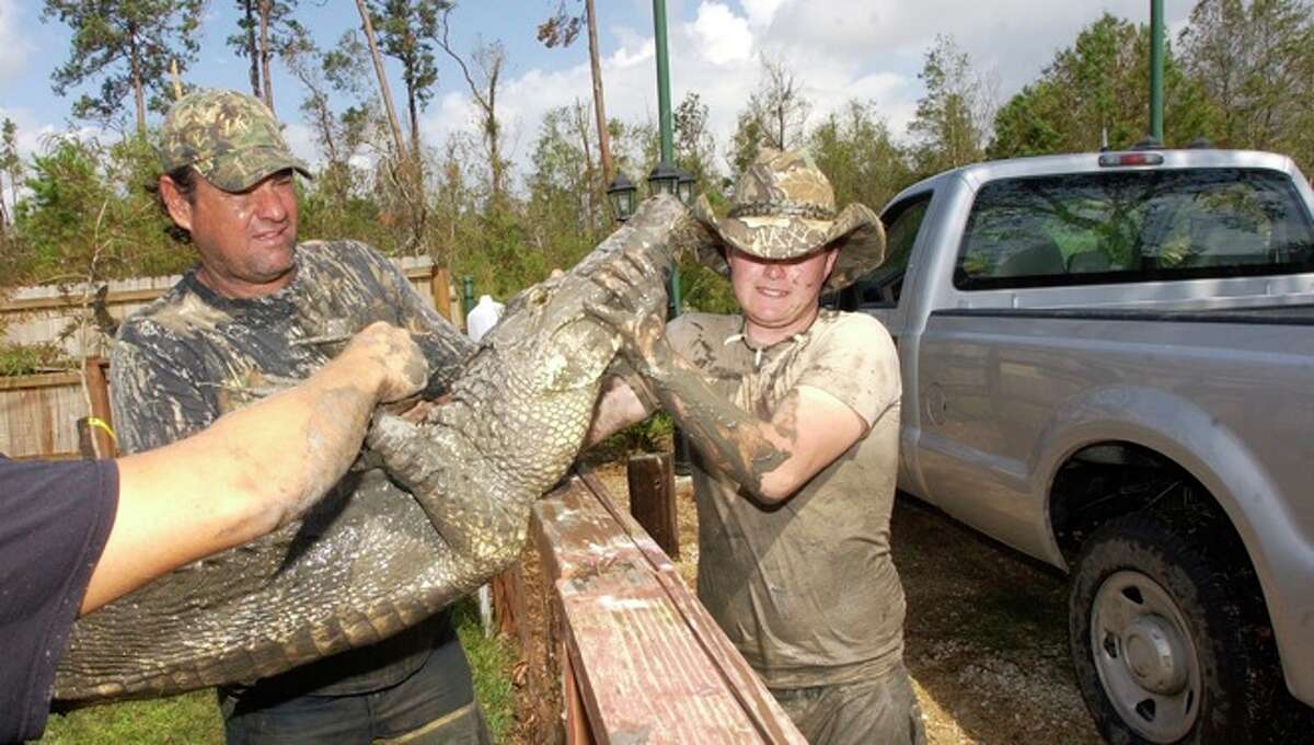 Residents of Richmond hunt alligators in their own neighborhood