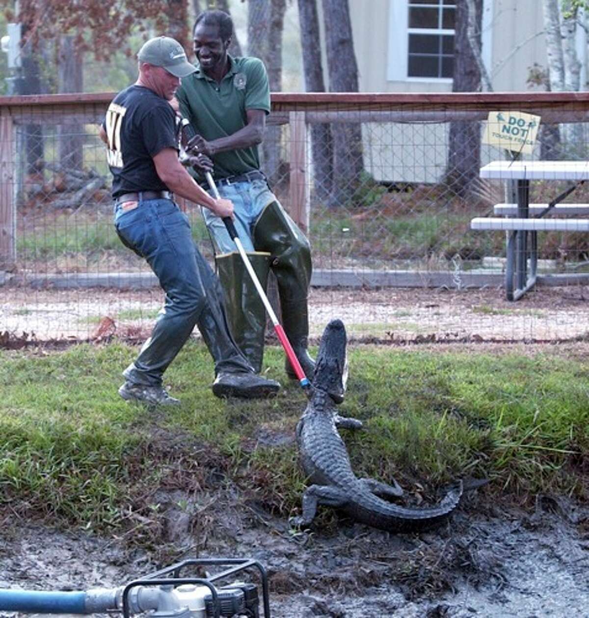 Alligator hunting season opens in Texas