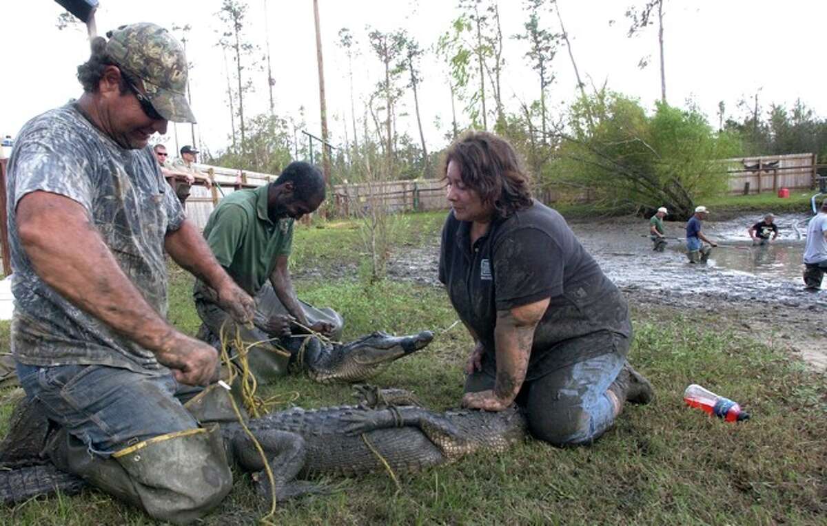 Alligator hunting season opens in Texas